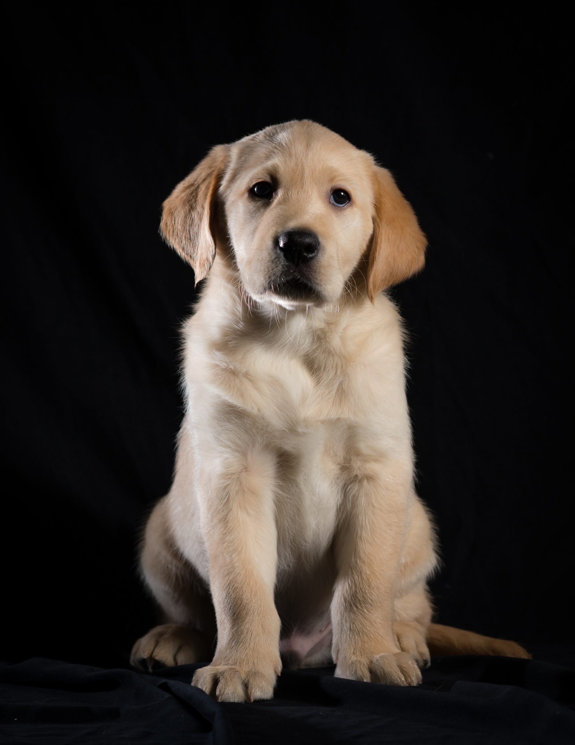 Toyota GB Introduces Guide Dog Puppy Banjo - Supported By Staff And ...
