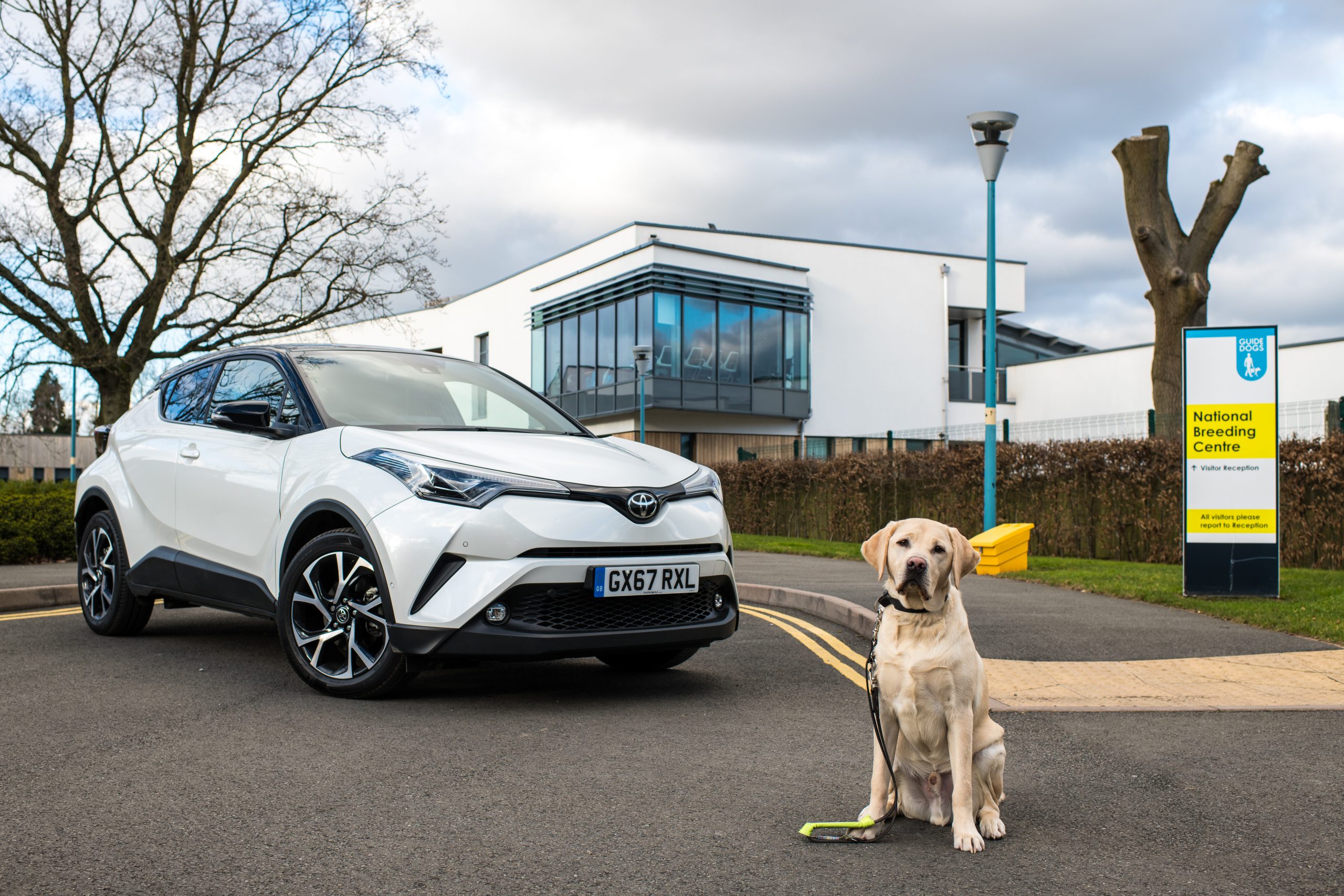 Toyota GB Introduces Guide Dog Puppy Banjo - Supported By Staff And ...
