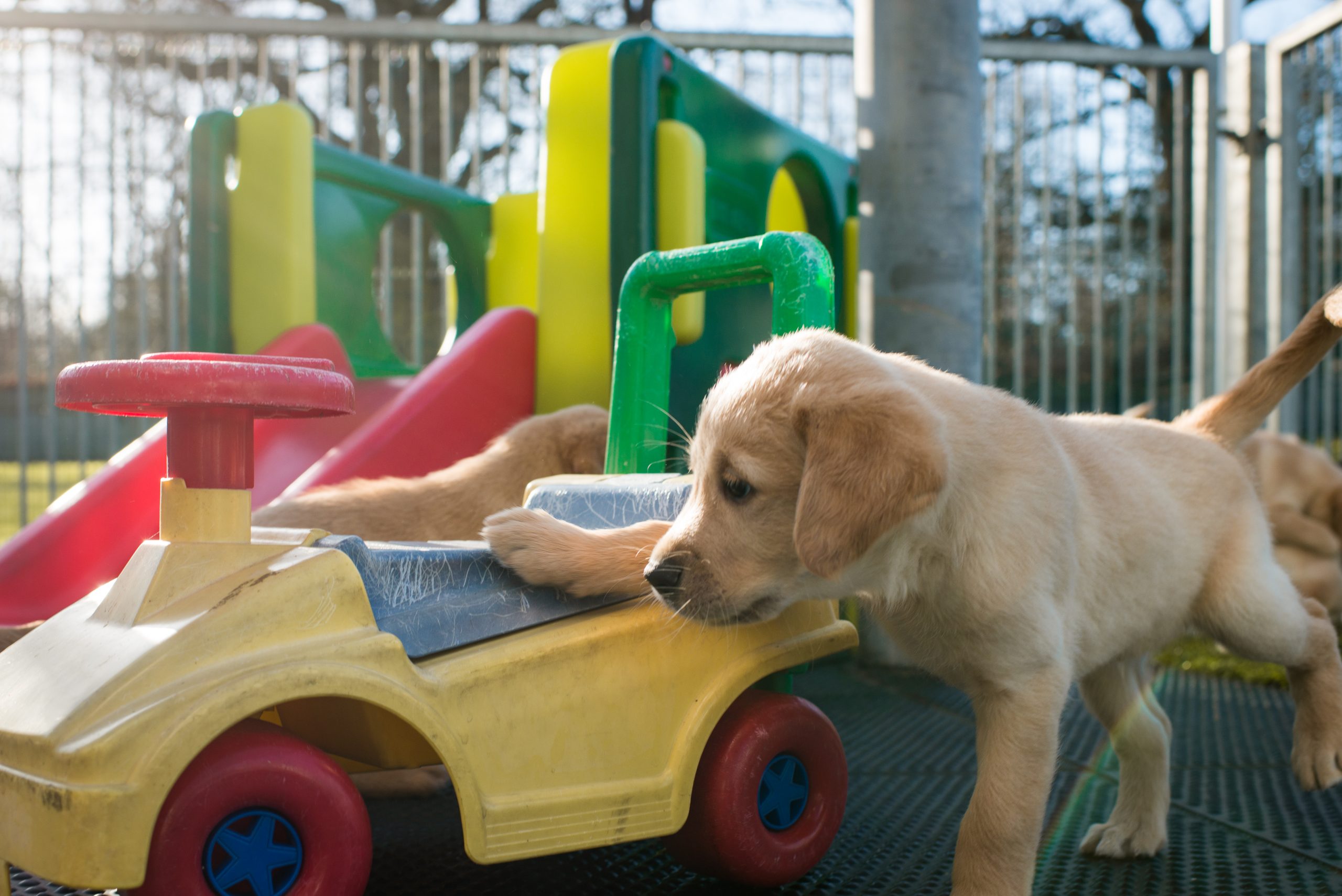 Toyota GB Introduces Guide Dog Puppy Banjo - Supported By Staff And ...