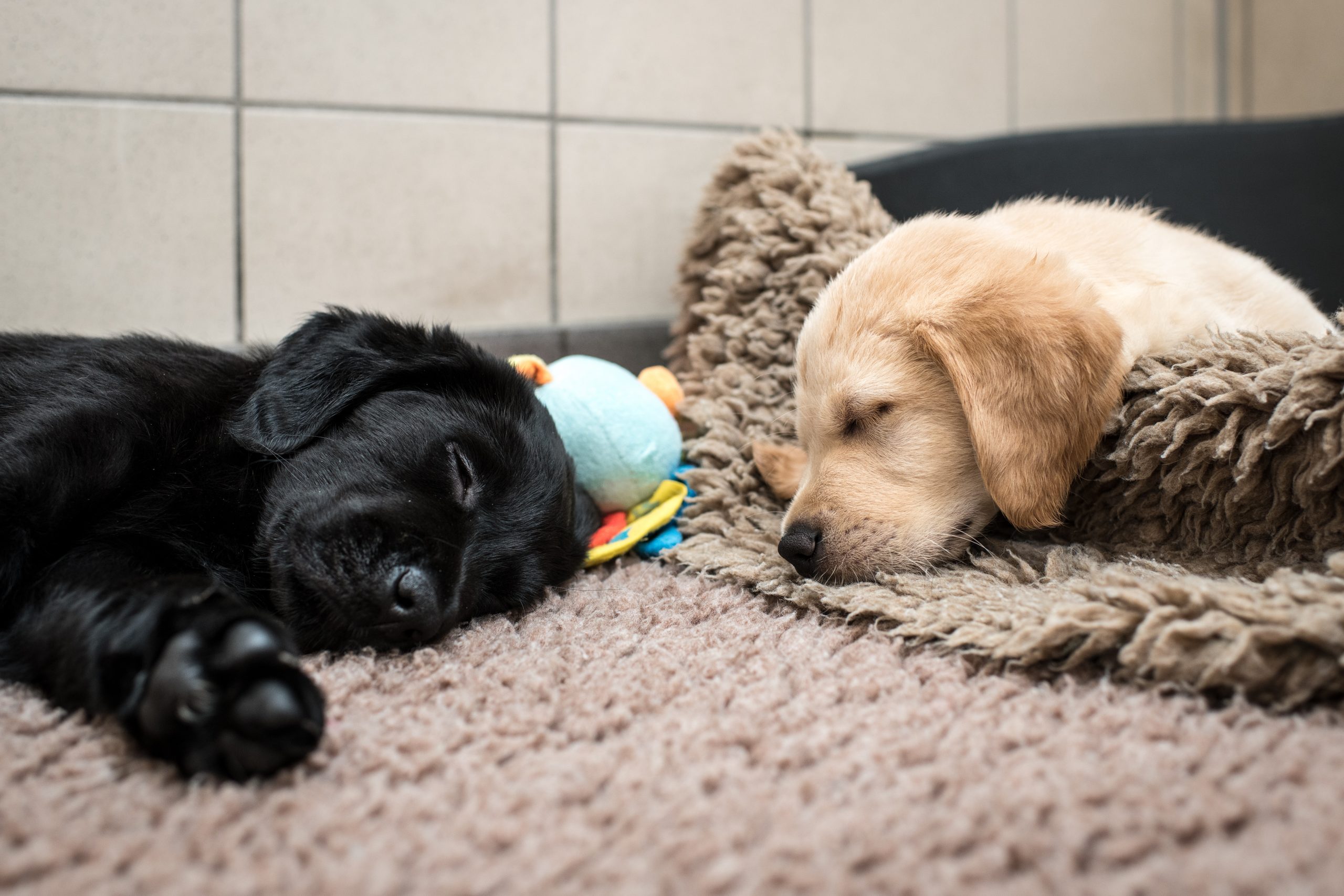 Toyota GB Introduces Guide Dog Puppy Banjo - Supported By Staff And ...